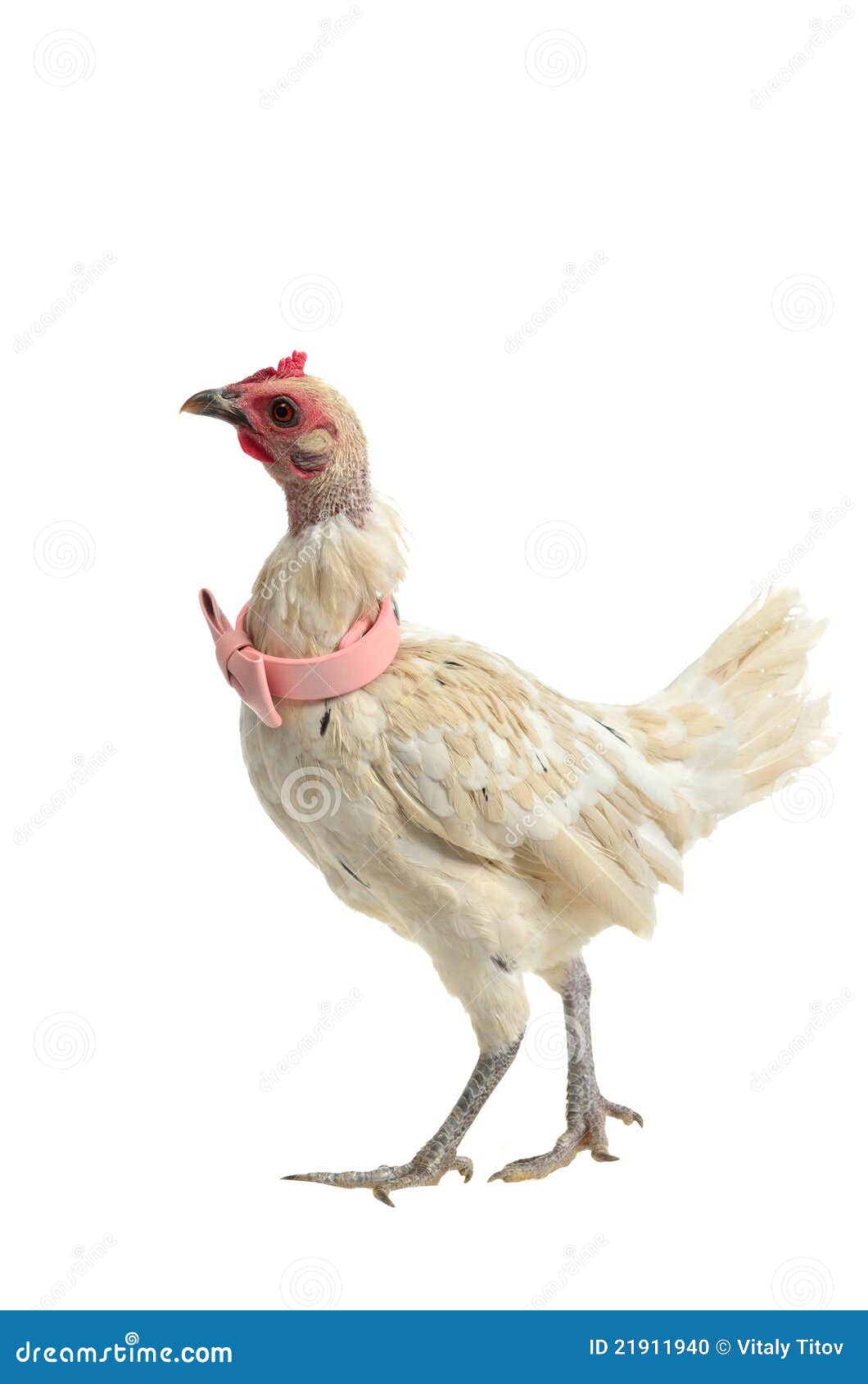 White Chicken with Pink Bow Tie Walking Stock Photo - Image of humor ...