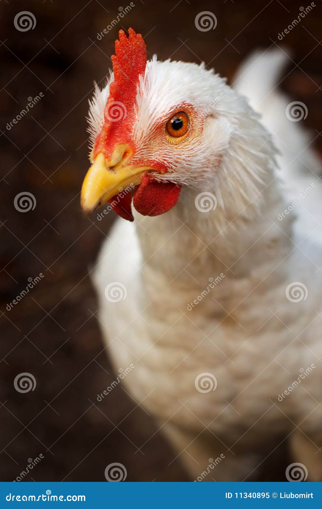 White chicken portrait stock image. Image of blurred - 11340895
