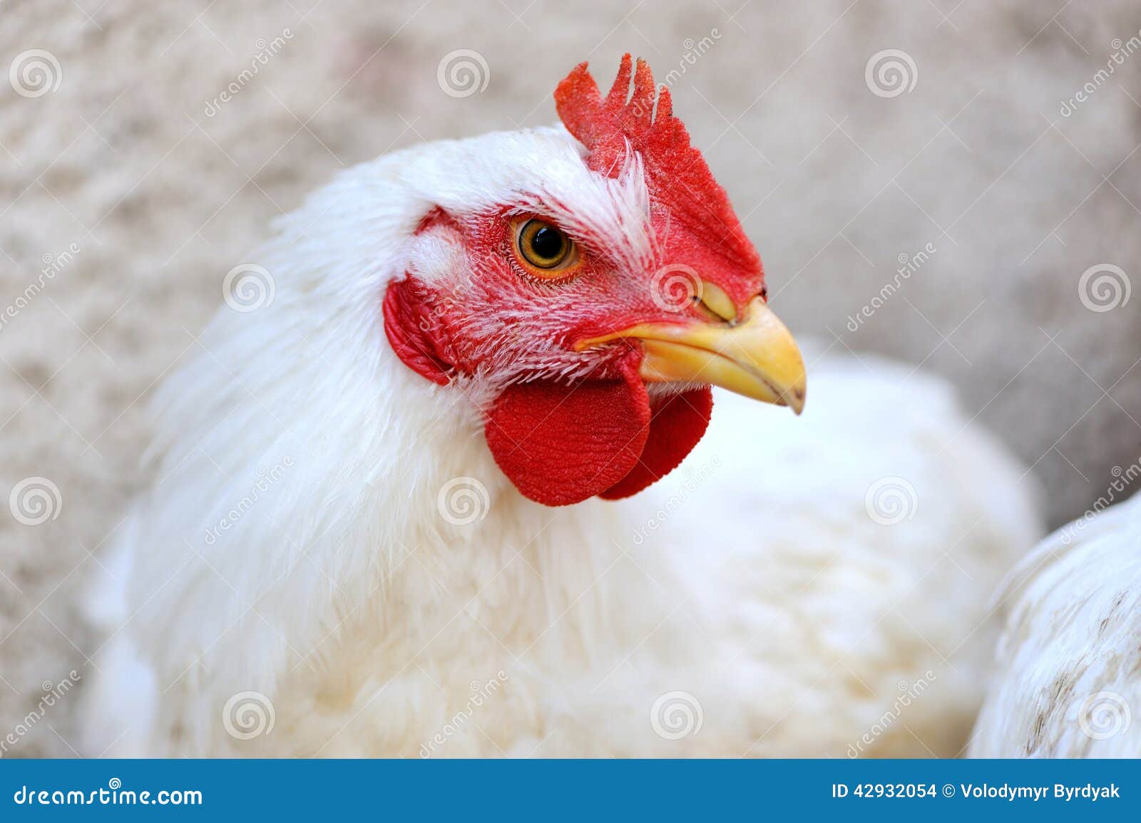 White chicken stock photo. Image of fowl, crest, live - 42932054