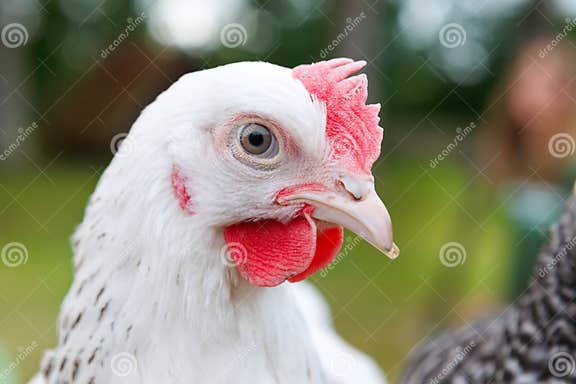 White chicken stock image. Image of farming, holidays - 33383501