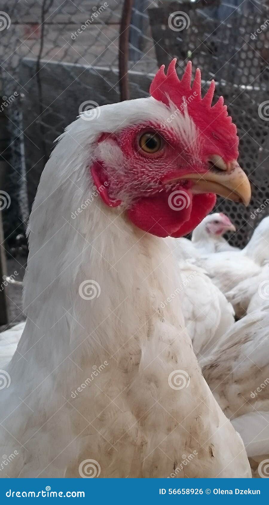 White Chicken. Real Scenery Stock Photo - Image of chicken, scenery ...