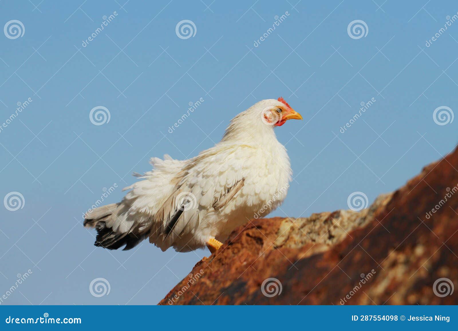 White chicken on the rock stock photo. Image of blue - 287554098