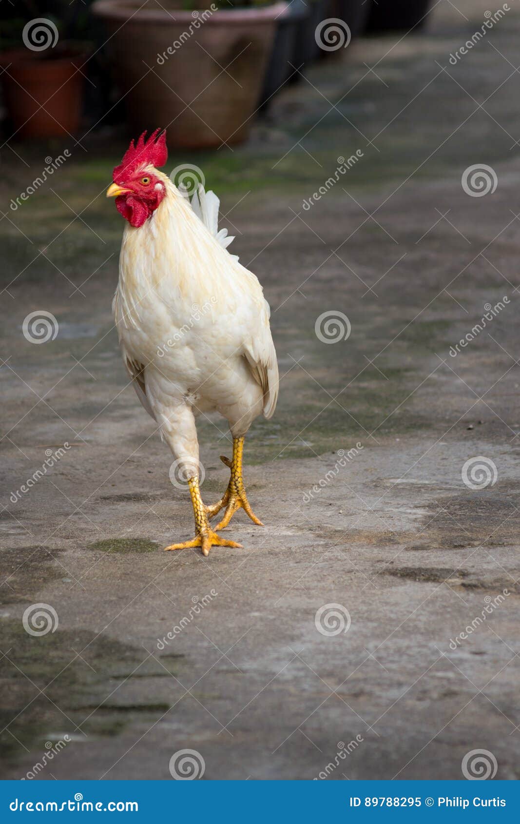 White Chicken Rooster Walking Along a Concrete Path. Stock Image ...