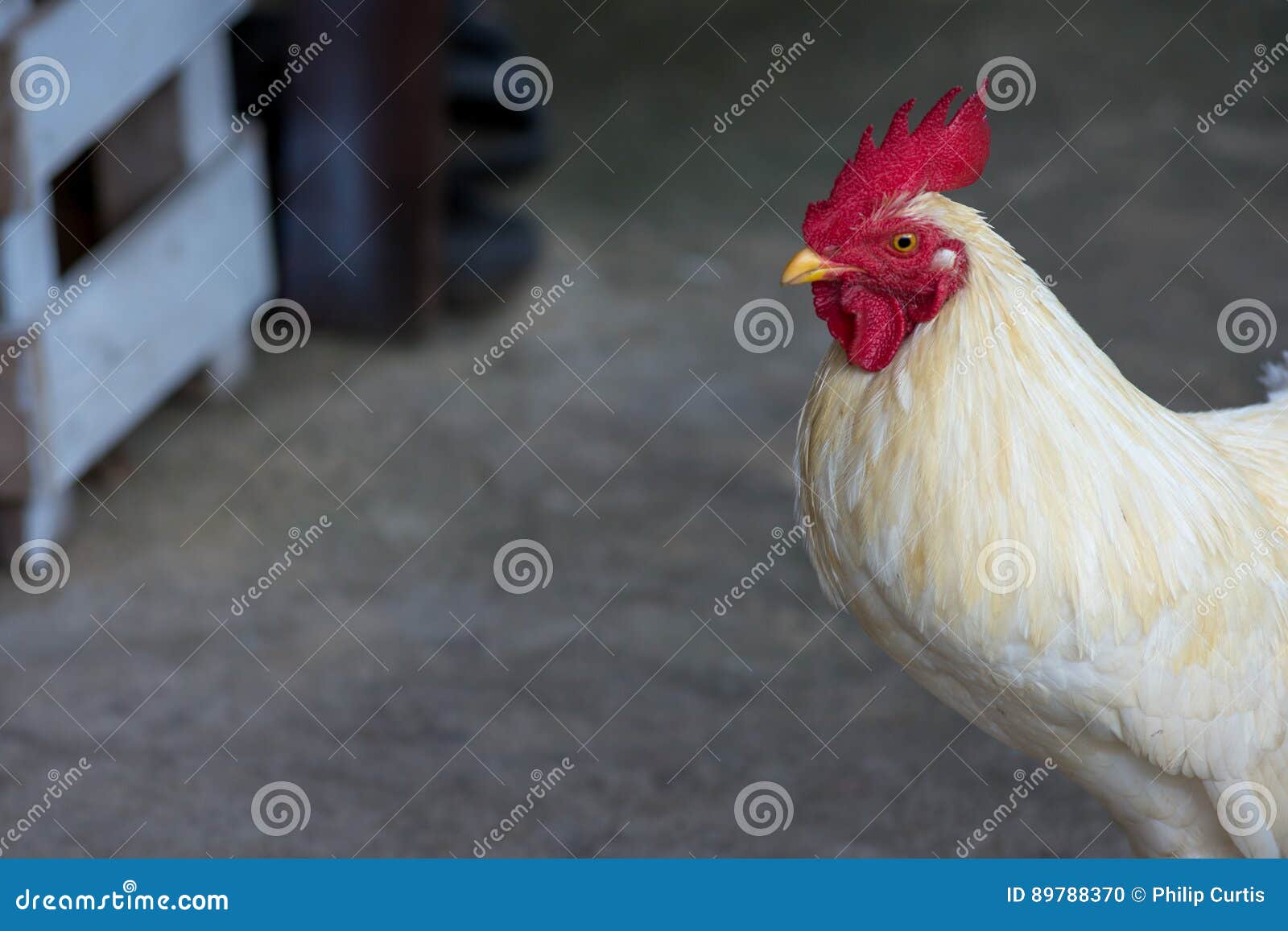 White Chicken Rooster Walking Along a Concrete Path. Stock Photo ...