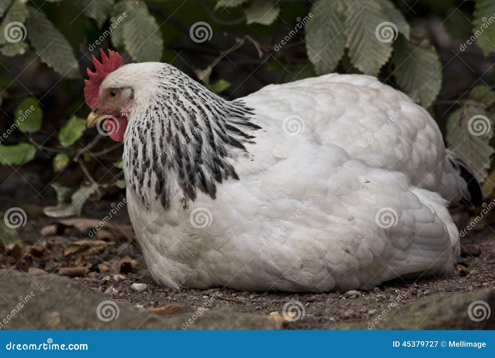 White chicken sitting stock image. Image of yard, feathered - 45379727
