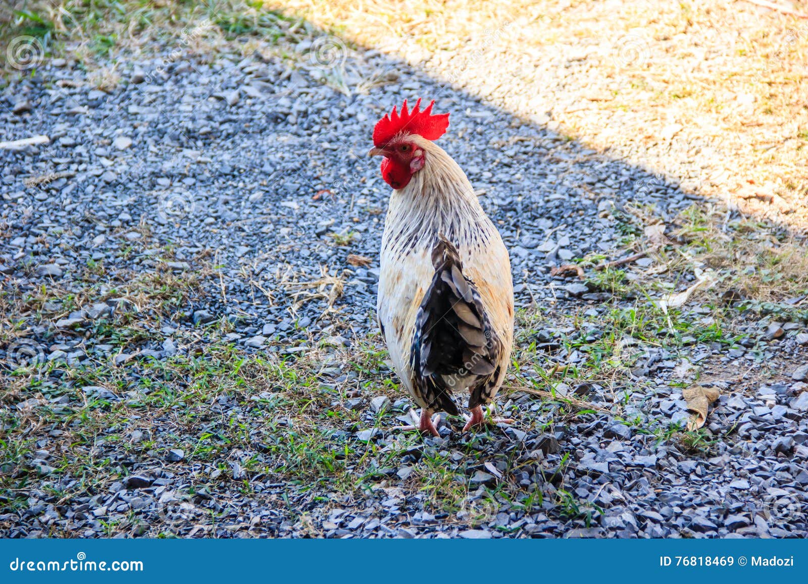 White chicken stock image. Image of chicken, alive, natural - 76818469