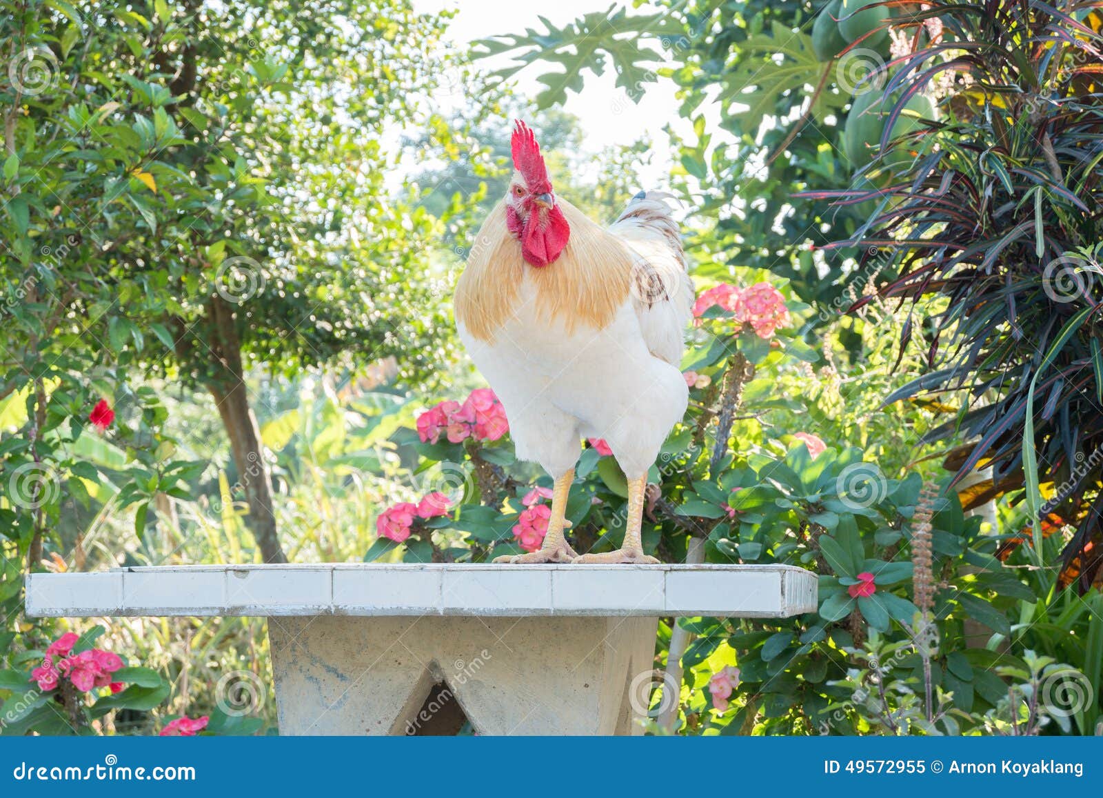 White chicken stock image. Image of stand, feather, livestock - 49572955