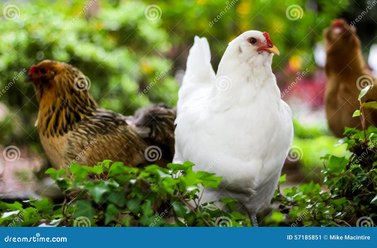 White Chicken Stands Out from the Rest Stock Image - Image of stands ...