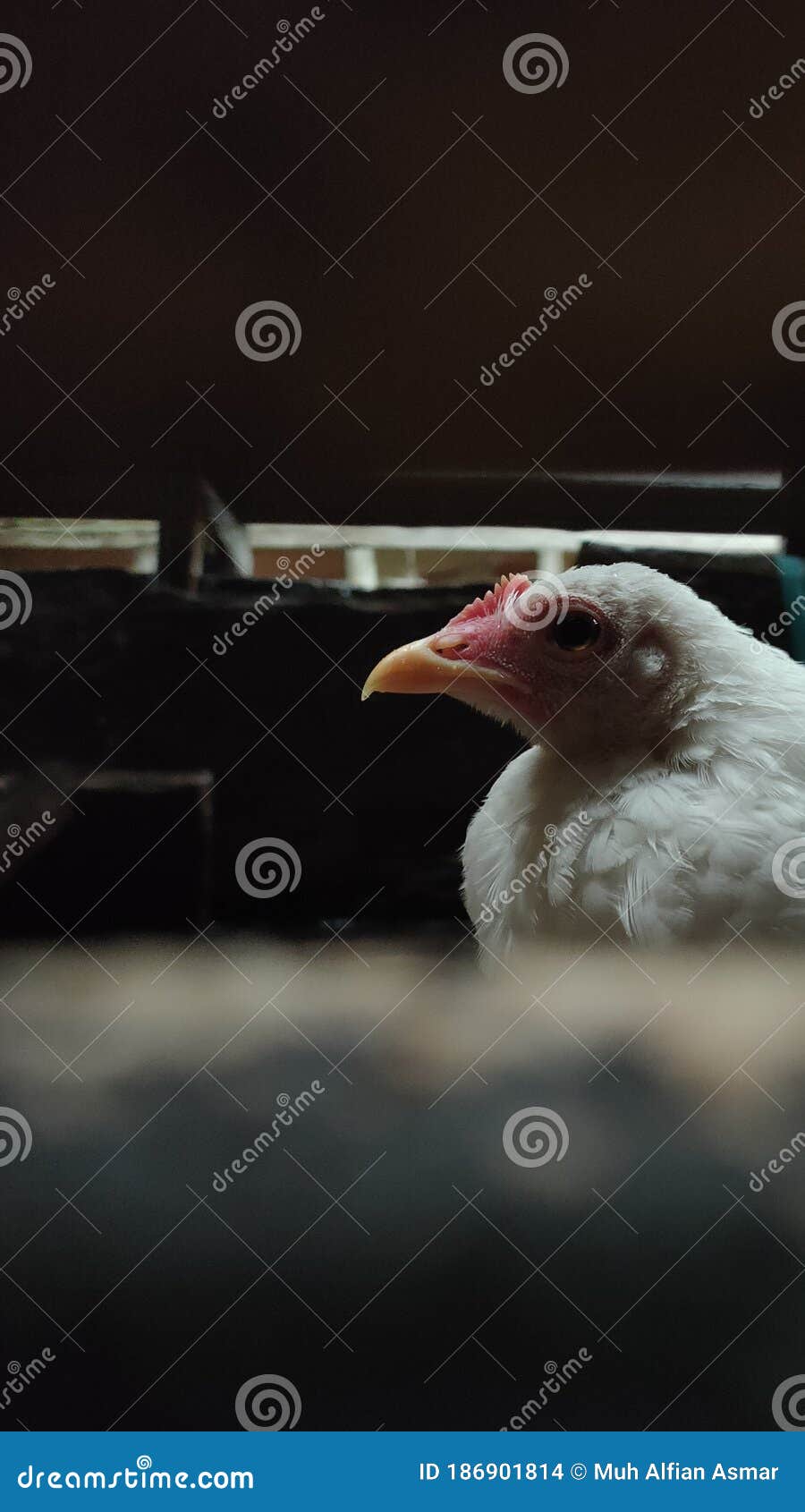 White chicken staring stock photo. Image of wildlife - 186901814