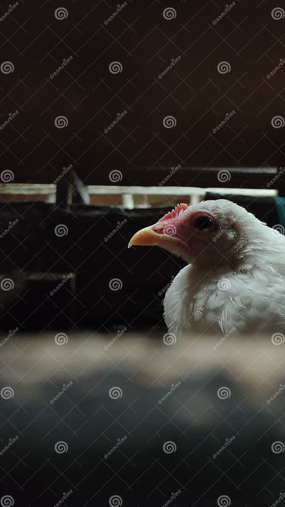 White chicken staring stock photo. Image of wildlife - 186901814