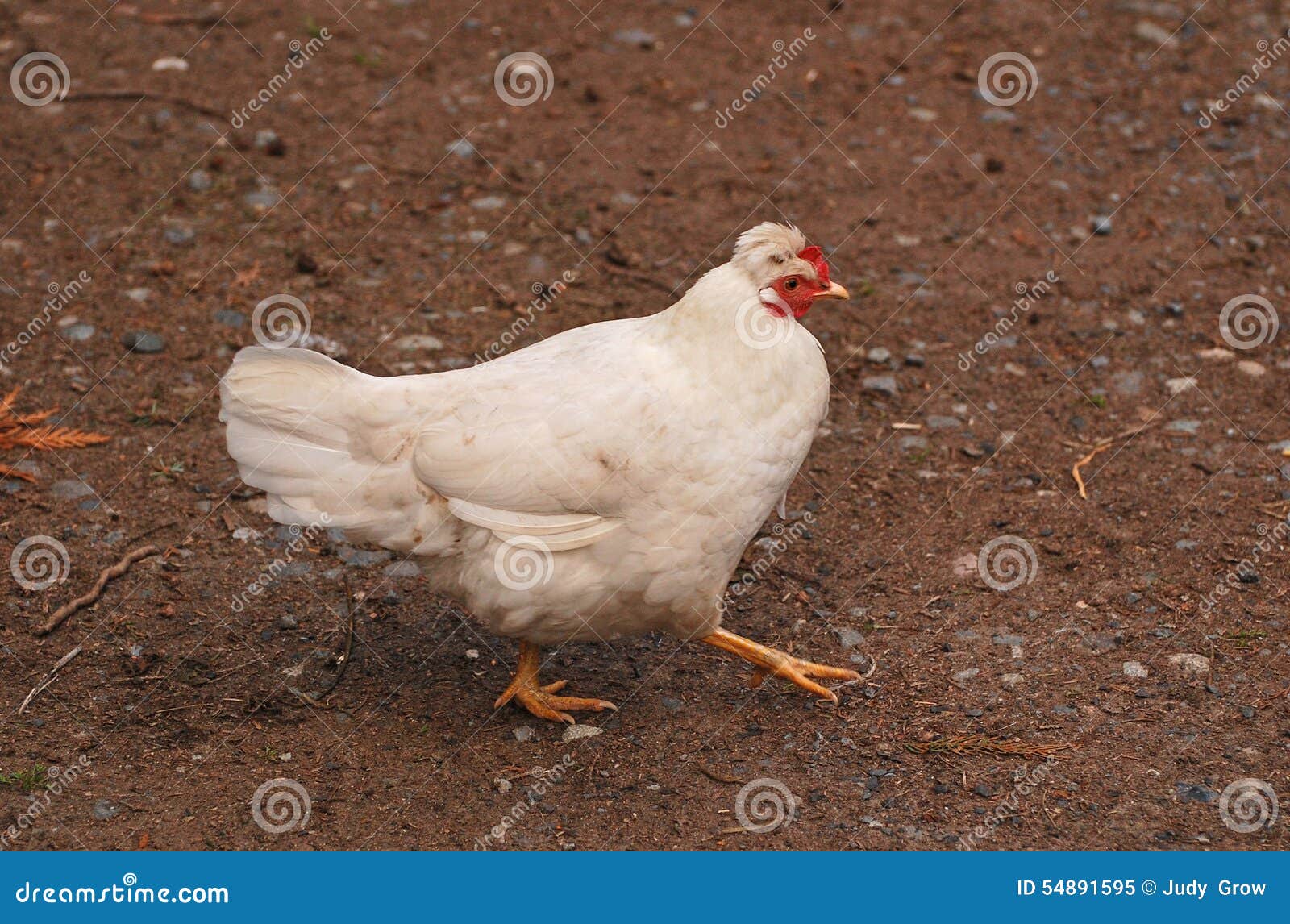 White Chicken Strutting in the Barnyard Stock Image - Image of struts ...
