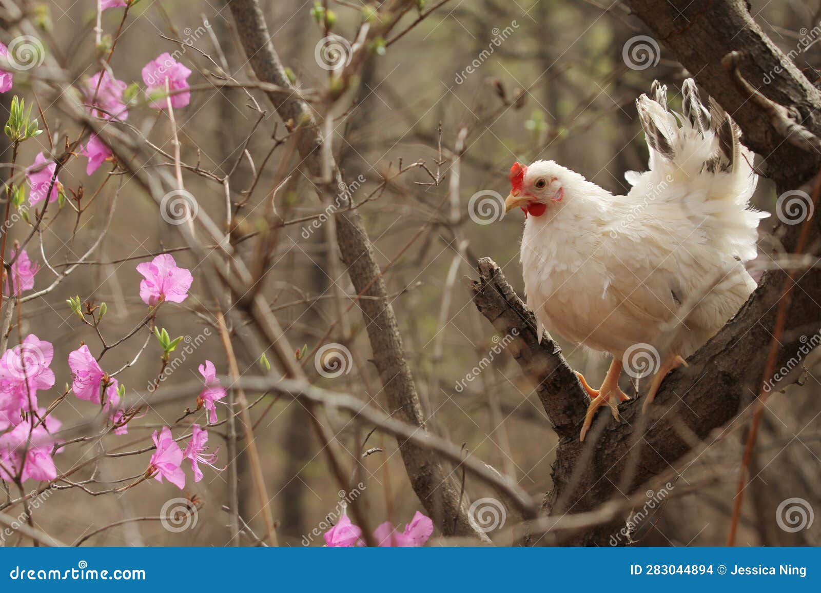 White chicken on the tree stock photo. Image of poultry - 283044894