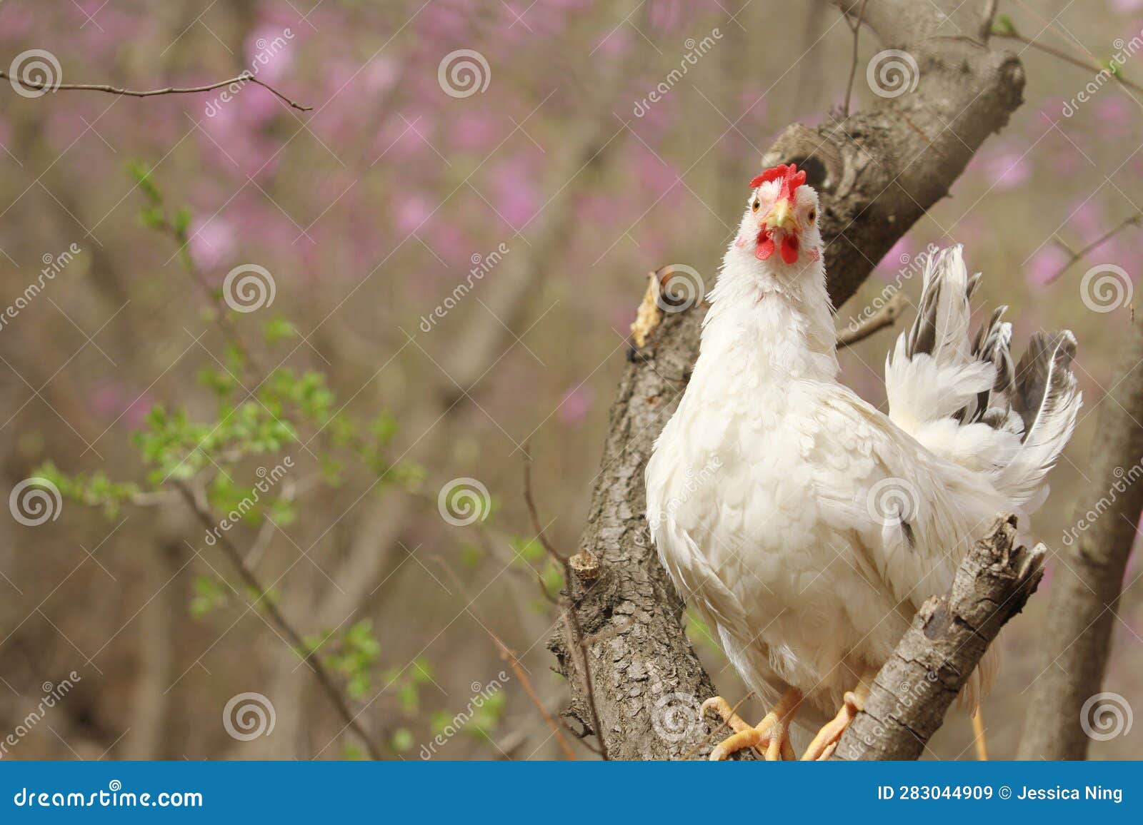 White chicken on the tree stock image. Image of grass - 283044909