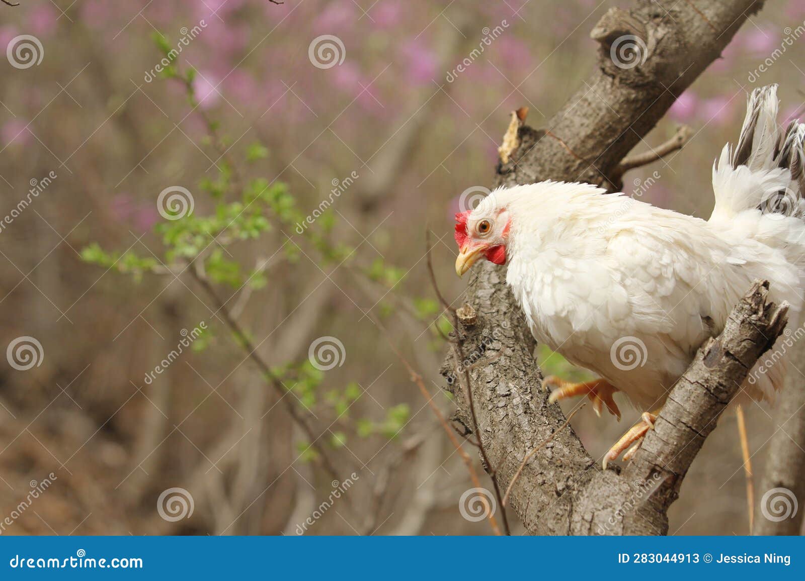 White chicken on the tree stock image. Image of portrait - 283044913