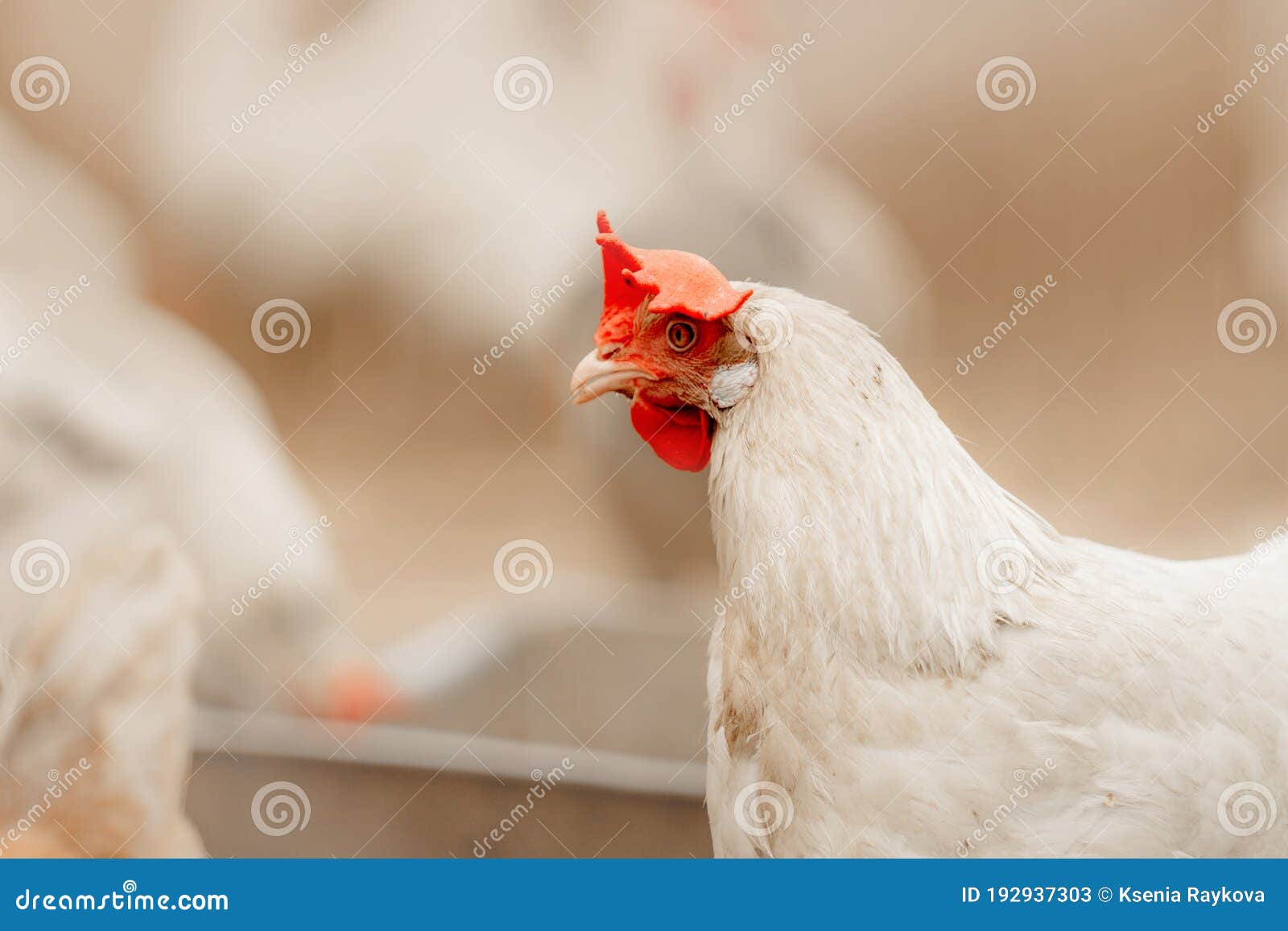 White Chicken Walking Outdoors at a Chicken Farm Stock Image - Image of ...