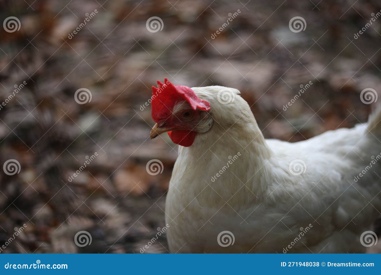 White Chicken Walking in the Peaceful Forest Full of Autumn Leaves ...