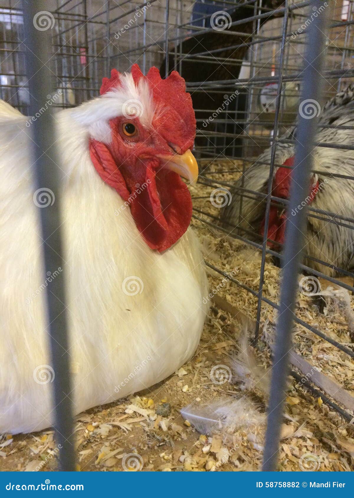 White chicken stock photo. Image of county, chicken, white - 58758882