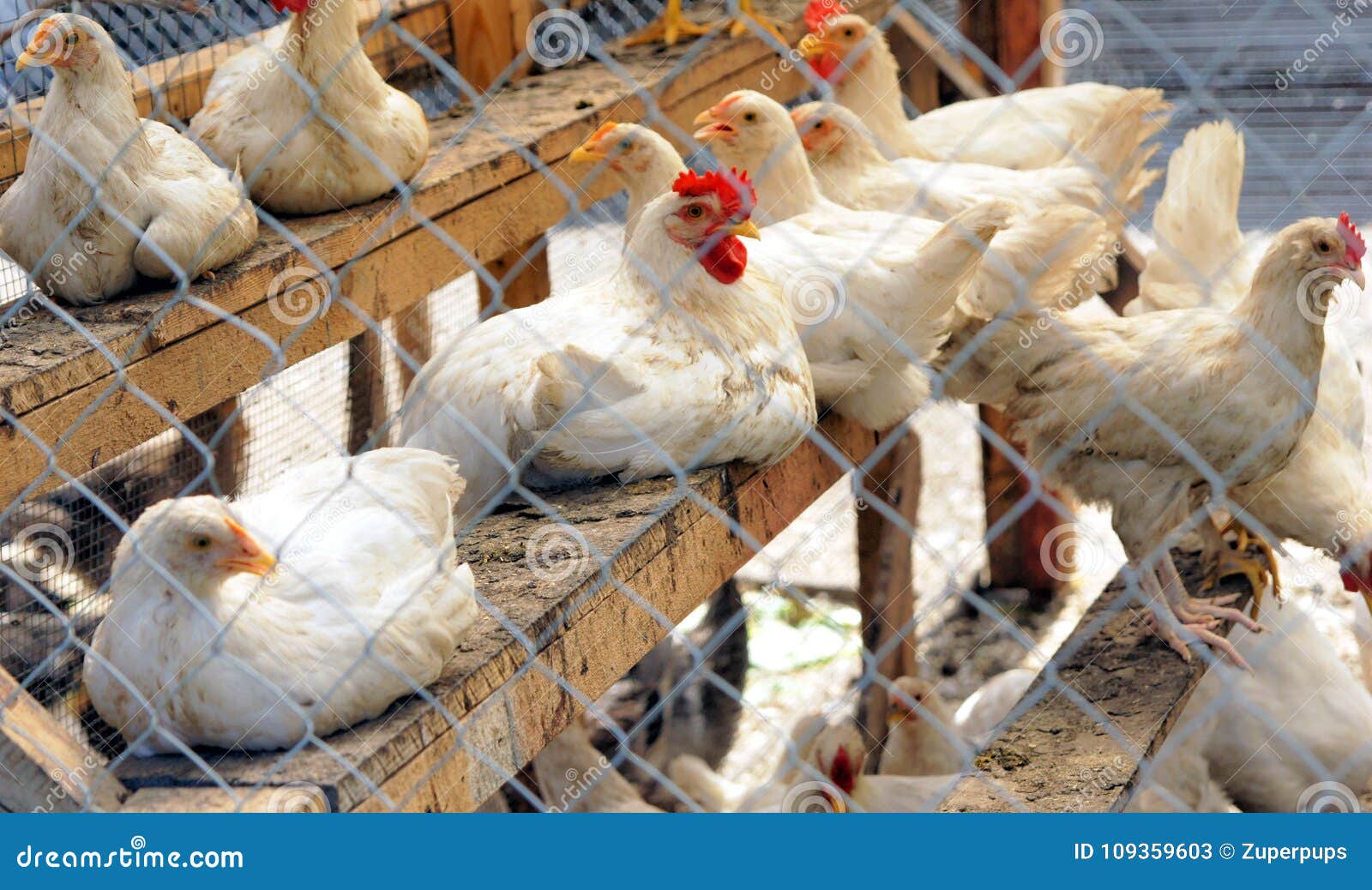 Chickens Behind Fence Standing All Together In Farm Life Stock Image ...
