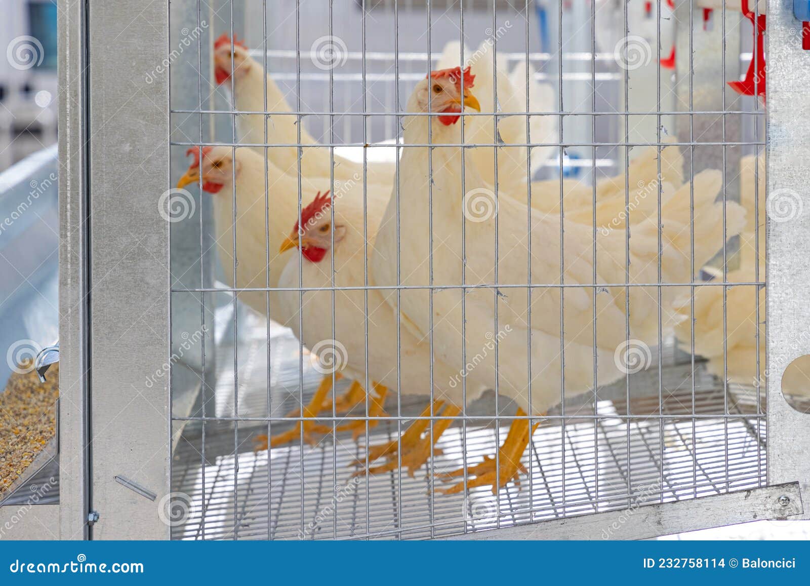 White Chickens In Livestock Cages In The Sun At A Poultry Farm, Close ...