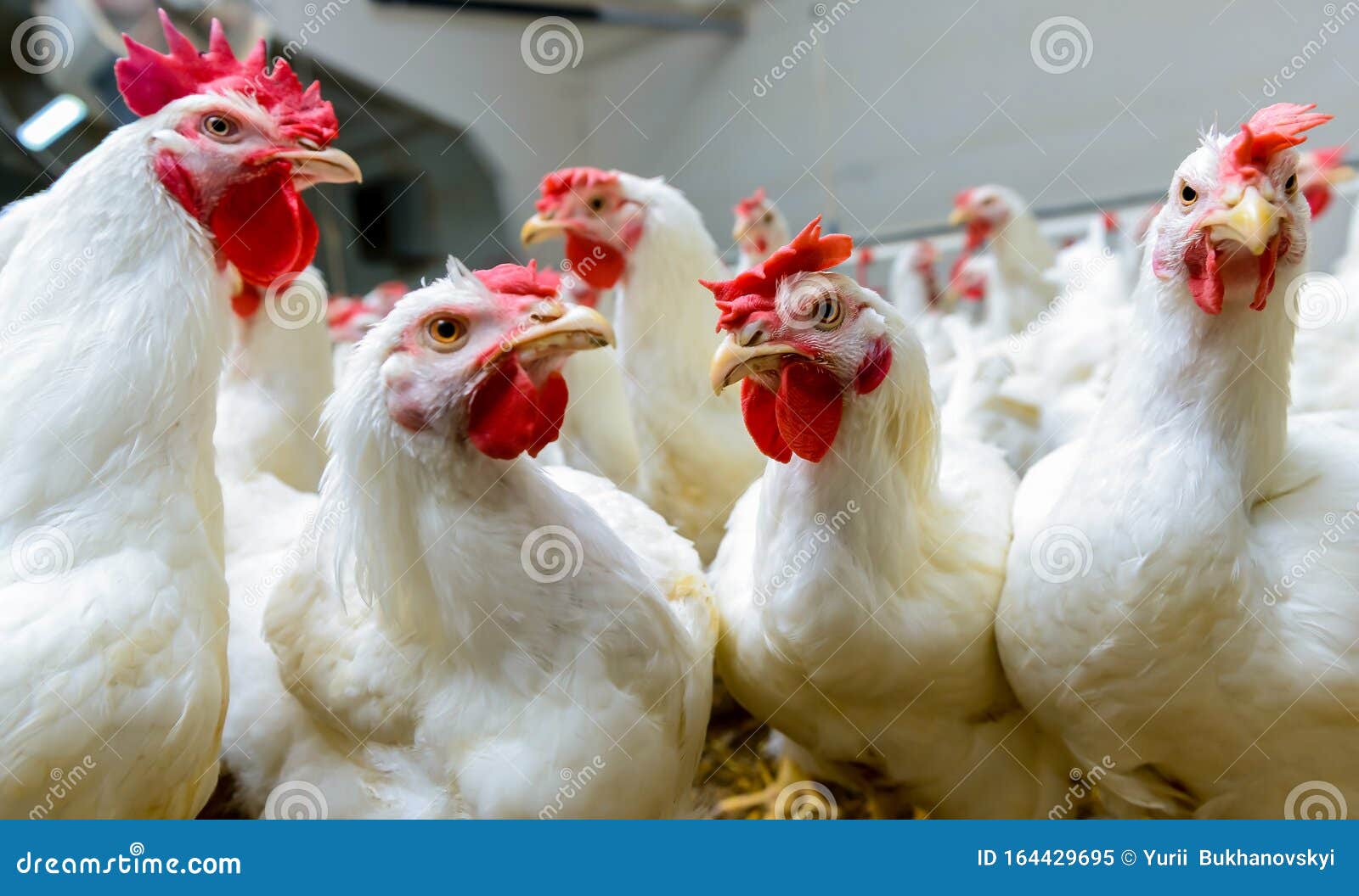 White chickens farm stock image. Image of meat, coop - 164429695