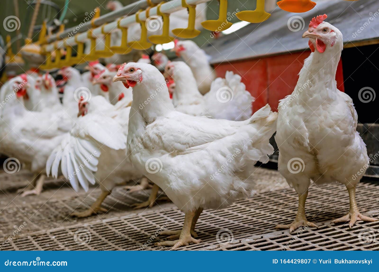 White chickens farm stock image. Image of business, feeding - 164429807