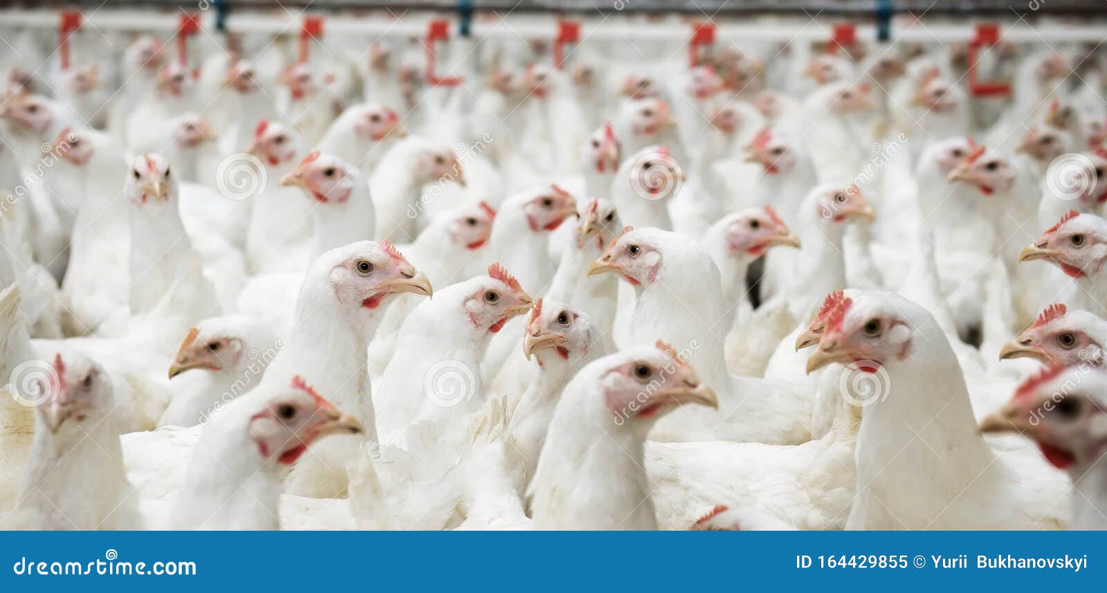 White chickens farm stock image. Image of feather, fluffy - 164429855