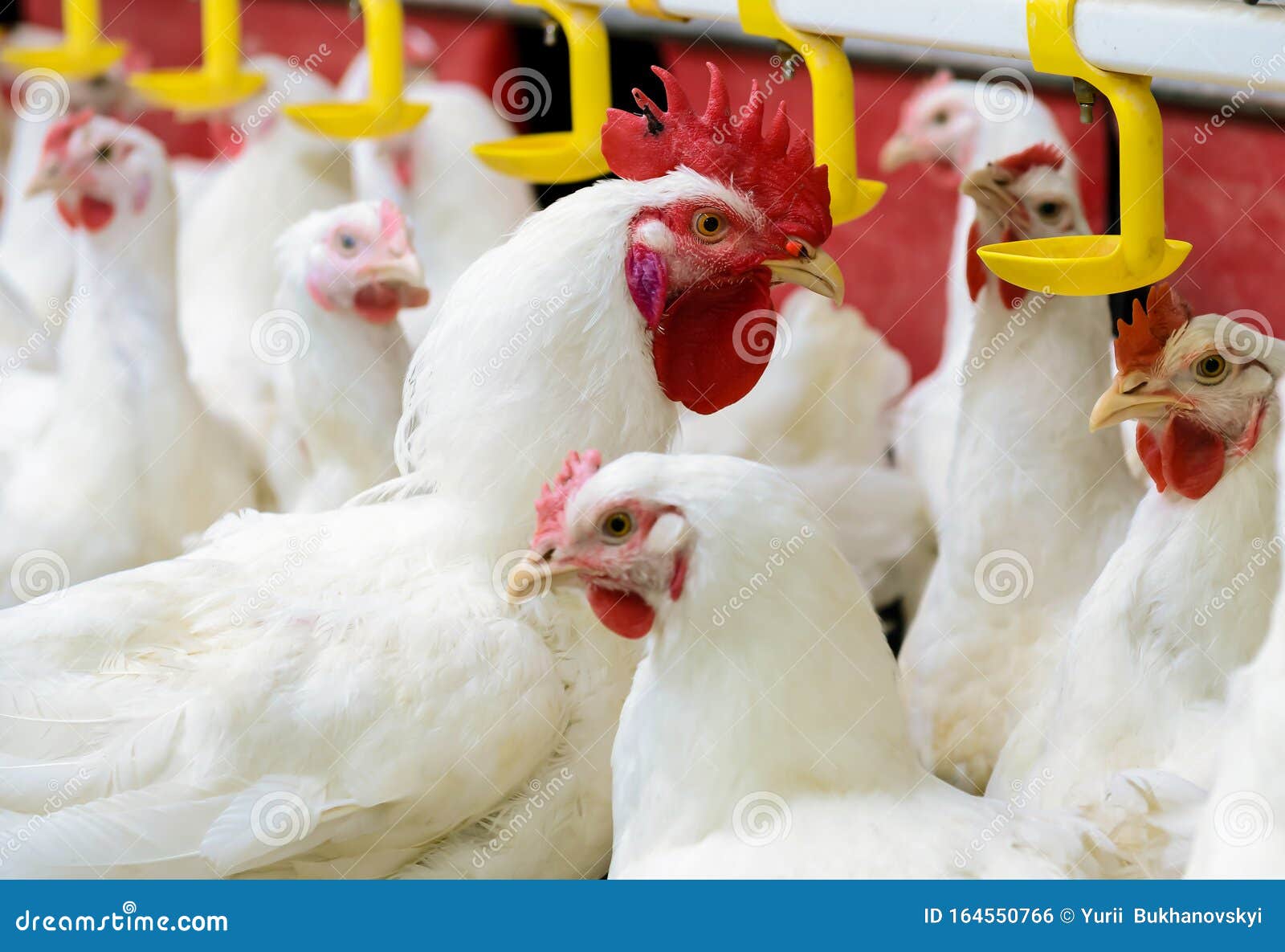 White Chickens Living on a Farm Stock Photo - Image of chick, animal ...