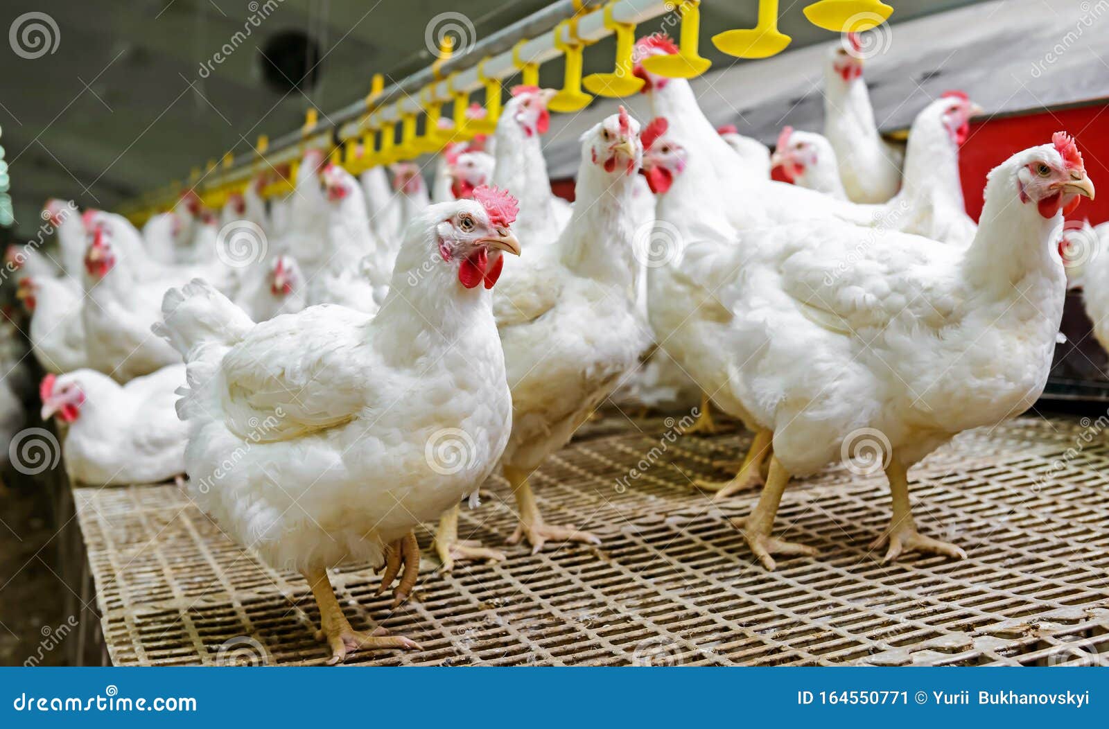 White Chickens Living on a Farm Stock Image - Image of look, living ...