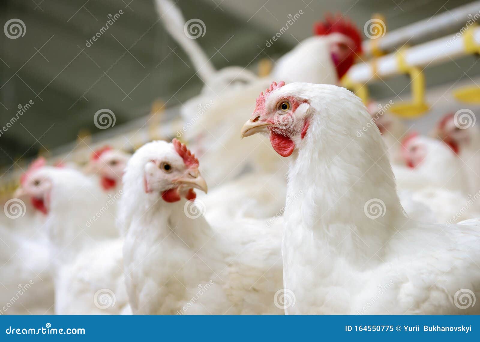 White Chickens Living on a Farm Stock Image - Image of feather, bird ...