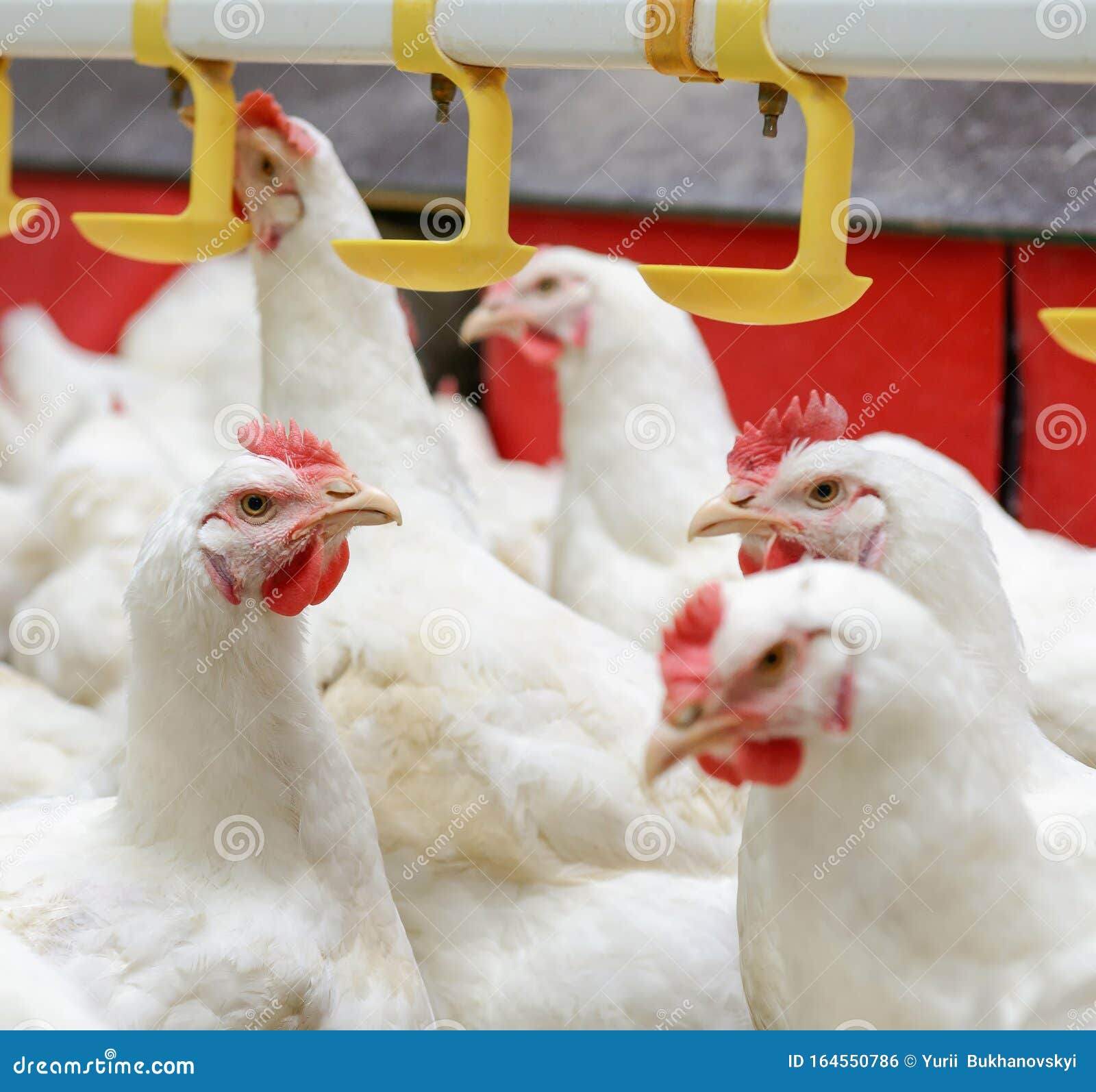 White Chickens Living on a Farm Stock Photo - Image of alive, rural ...