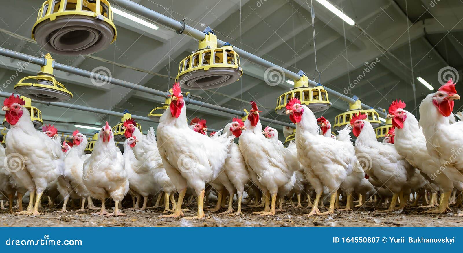 White Chickens Living on a Farm Stock Image - Image of fowl, chick ...