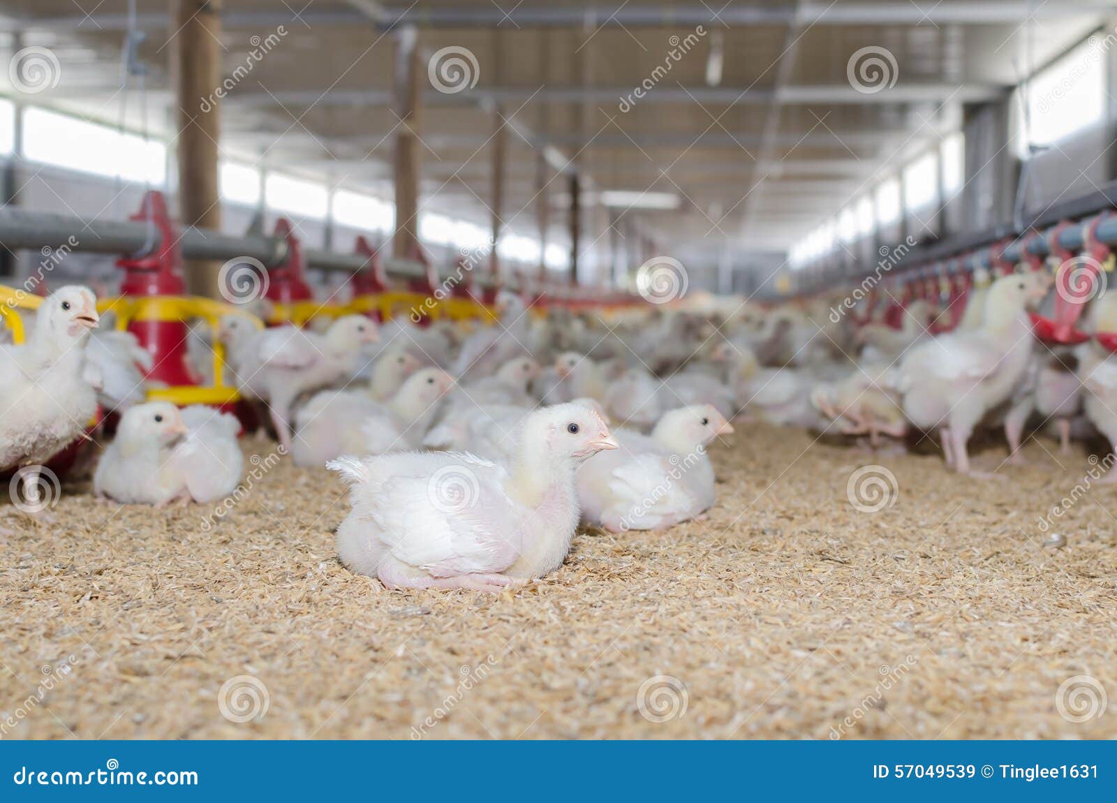 White chickens farm. stock image. Image of food, production - 57049539