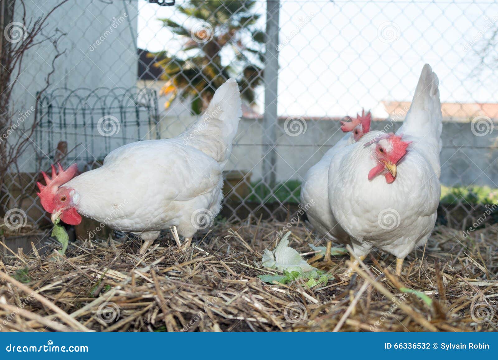 White Chickens Farm, Real Scenery at Hens House Stock Photo - Image of ...