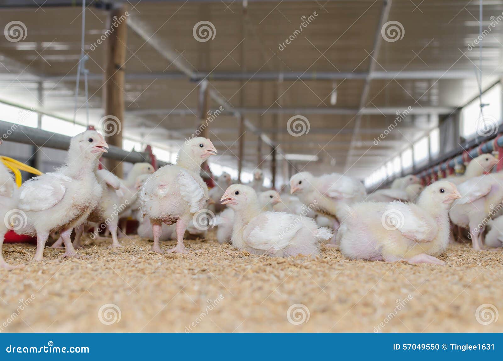 White Chickens,Poultry Farm. Stock Photo - Image of animals, industrial ...