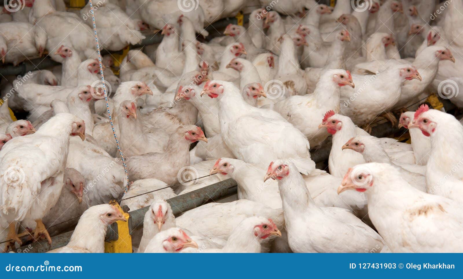 White Chickens at the Poultry Farm Stock Image - Image of farm ...