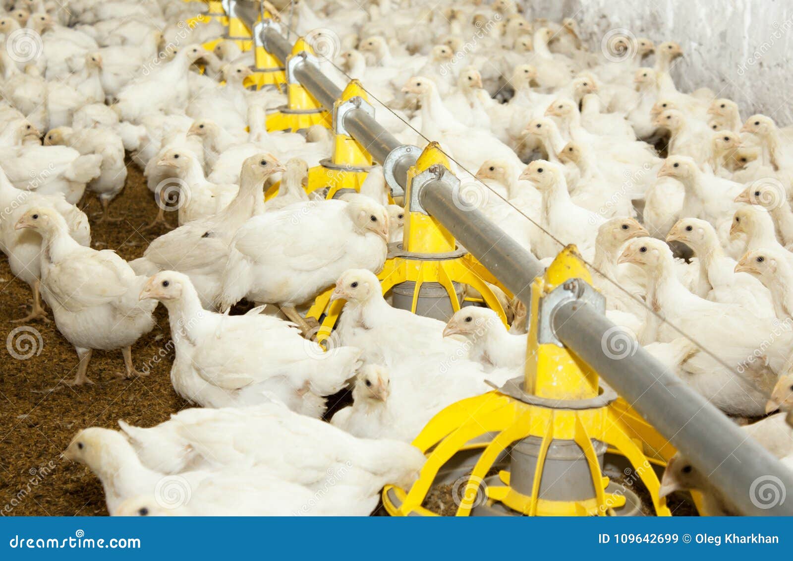 White Chickens at the Poultry Farm. Stock Image - Image of farm, animal ...
