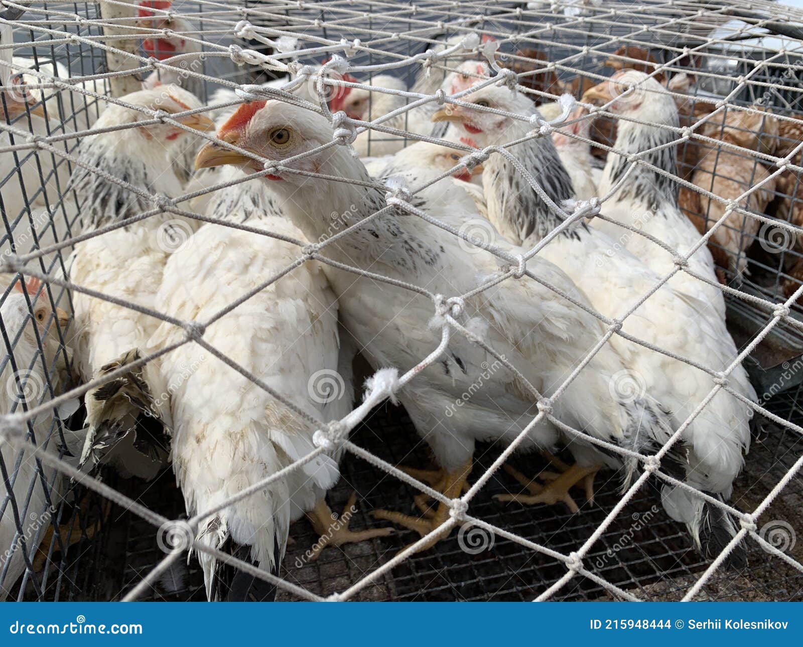 White Chickens Under the Net Stock Photo - Image of poultry, natural ...