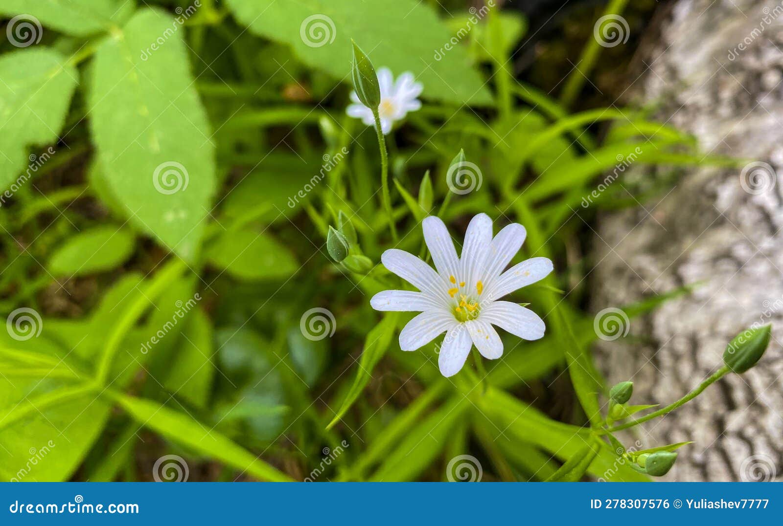 White Chickweed Lanceolate in the Forest in Spring Stock Photo - Image ...