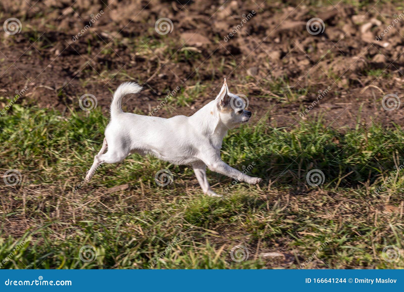 White chihuahua running stock photo. Image of animals - 166641244