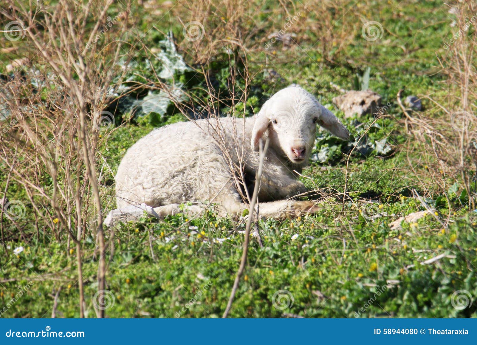 White child sheep stock photo. Image of adha, lamb, animal - 58944080