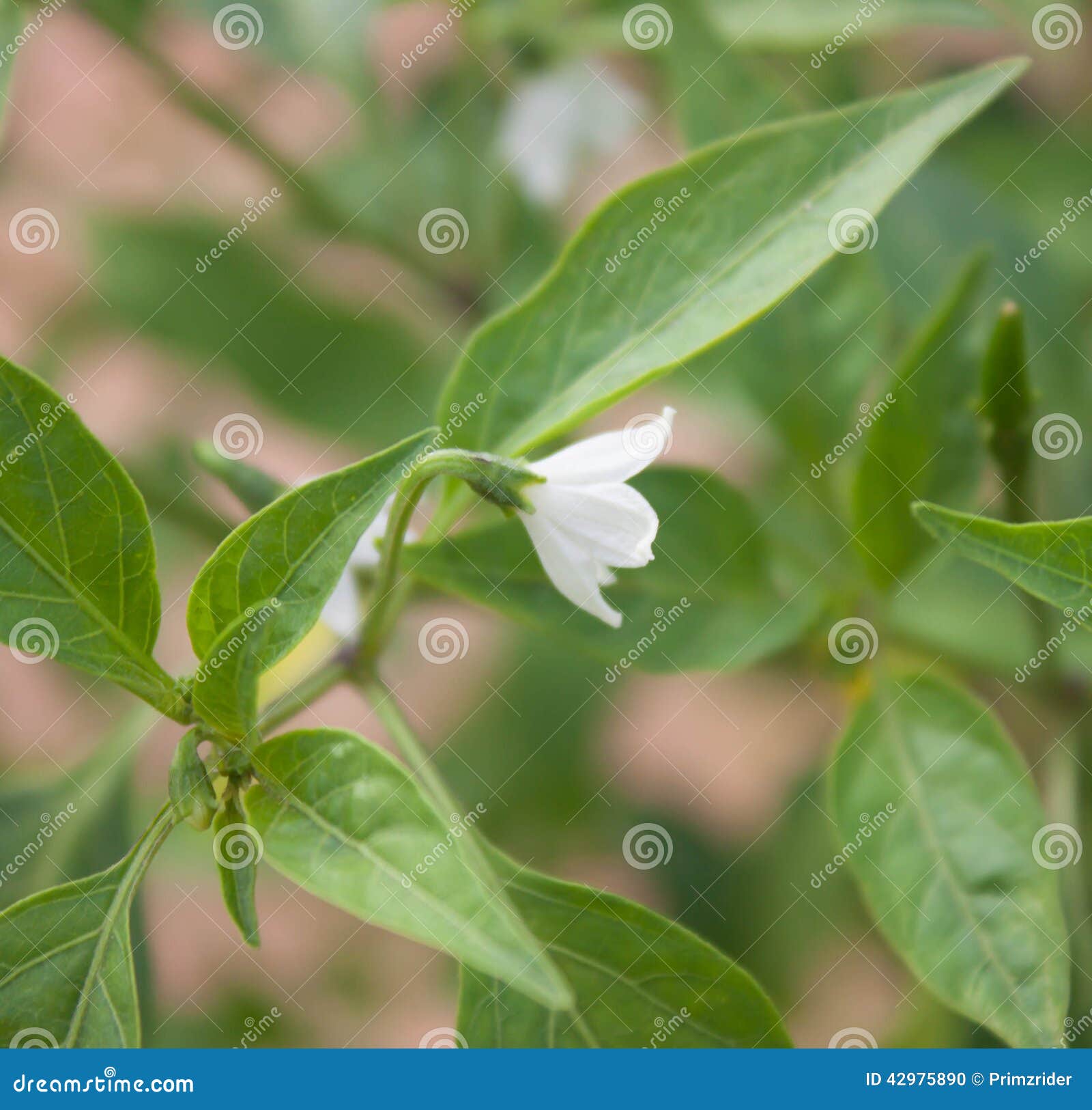 White chili flower stock photo. Image of relish, chili - 42975890
