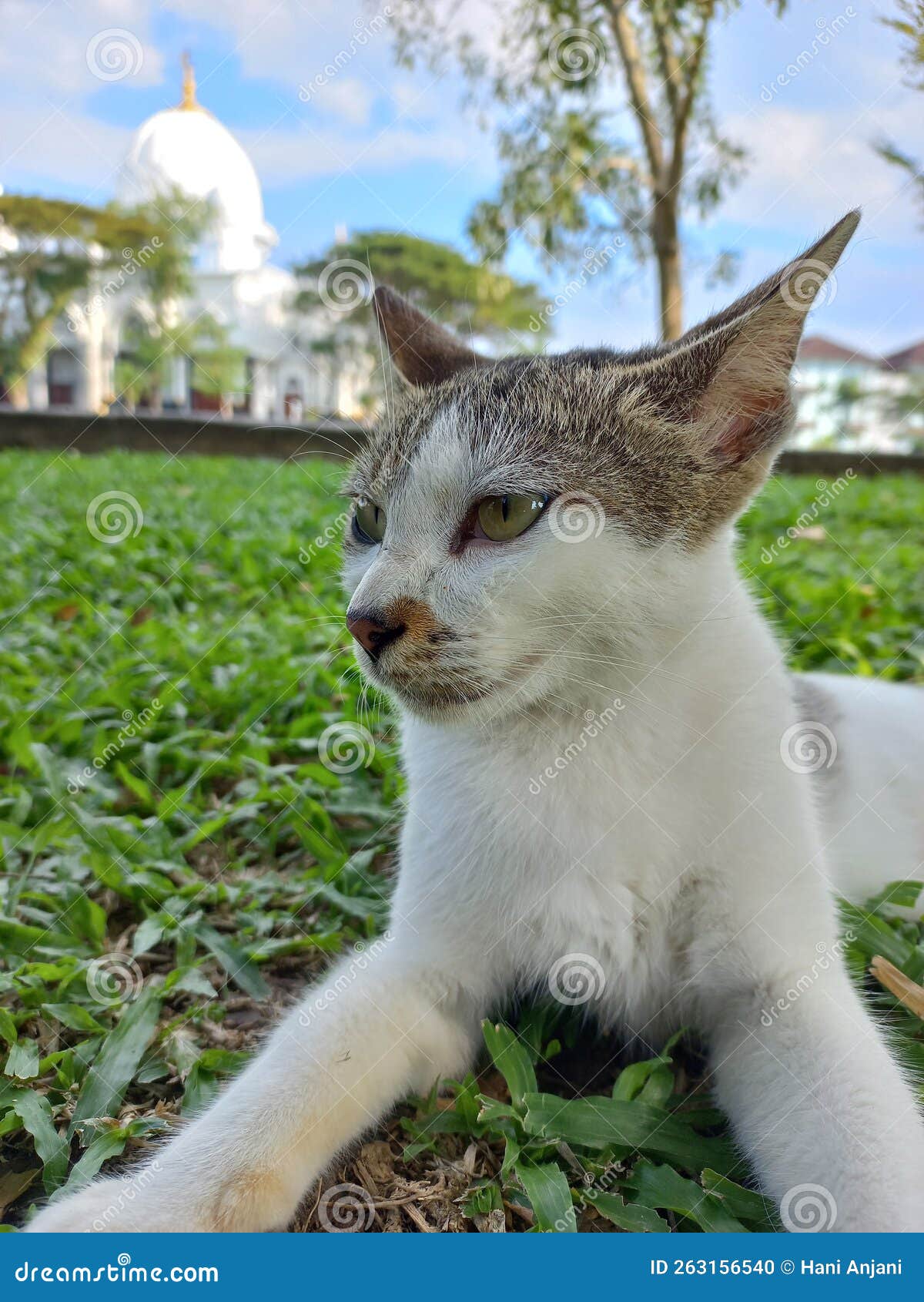 A white chill cat stock photo. Image of plant, chill - 263156540