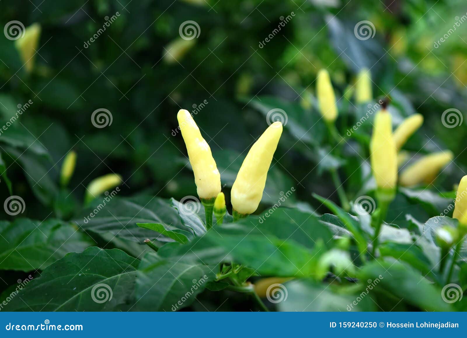 WHITE CHILLI on the GARDEN stock photo. Image of construction - 159240250