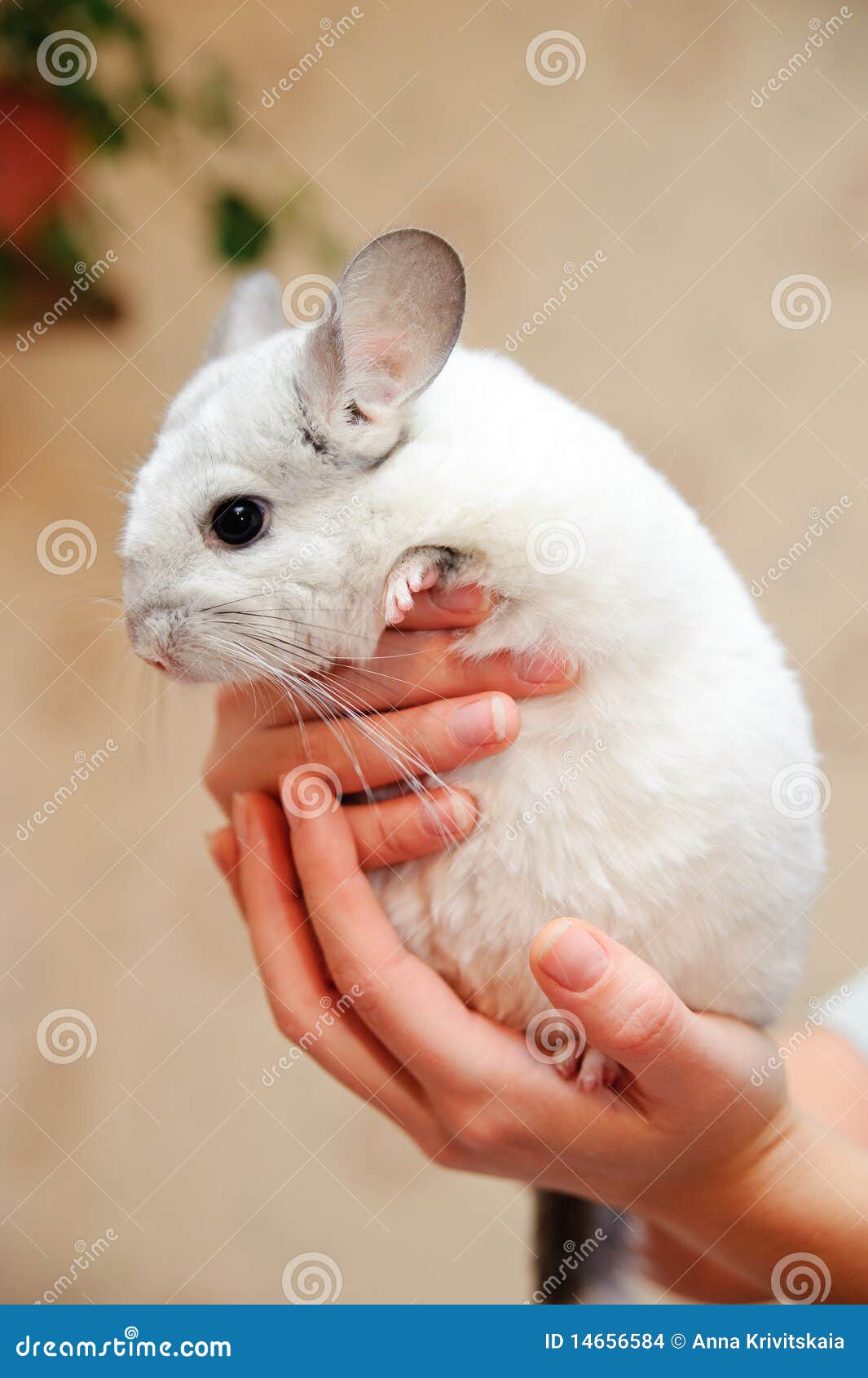 White Chinchilla