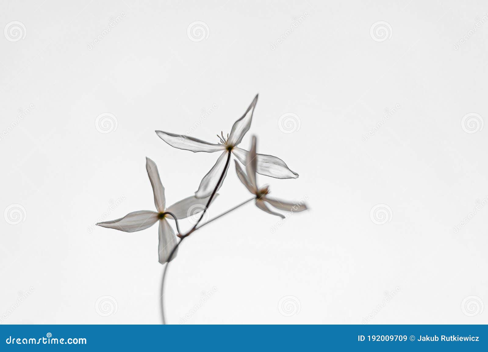 Chinese Clematis, Clematis Orientalis Royalty-Free Stock Photography ...