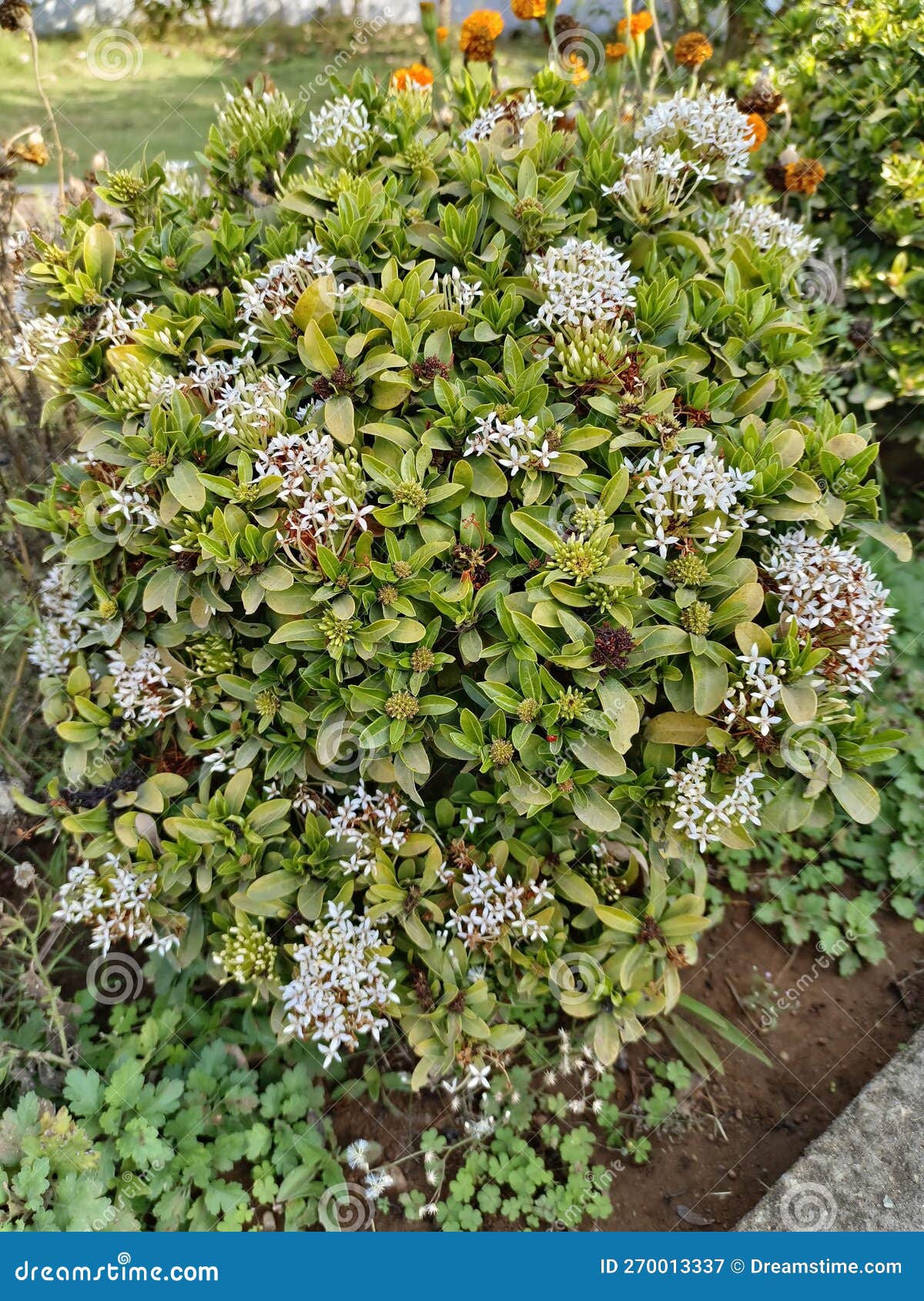 White Chinese Ixora Plant in the Garden Stock Image - Image of ixora ...