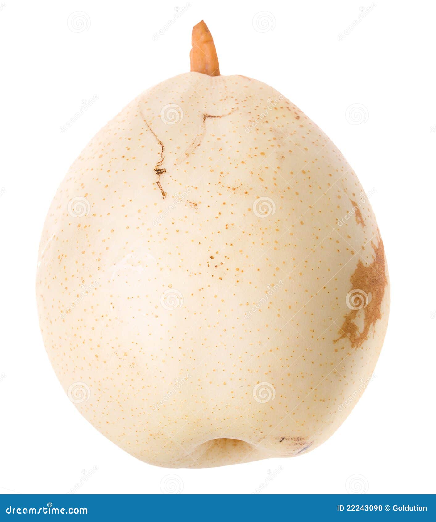 White chinese pear stock photo. Image of nashi, pyrus - 22243090