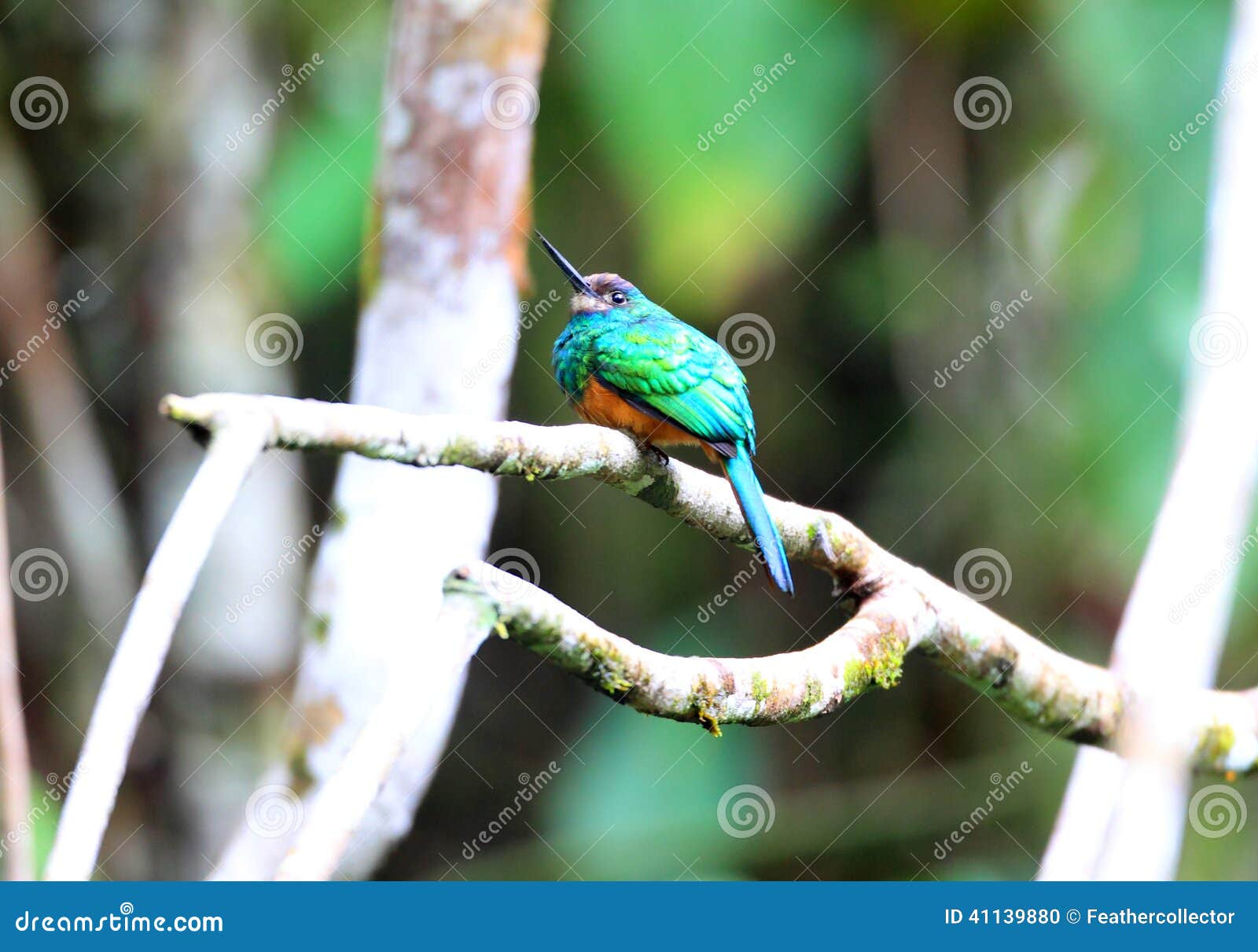 White-chinned Jacamar stock photo. Image of river, forest - 41139880