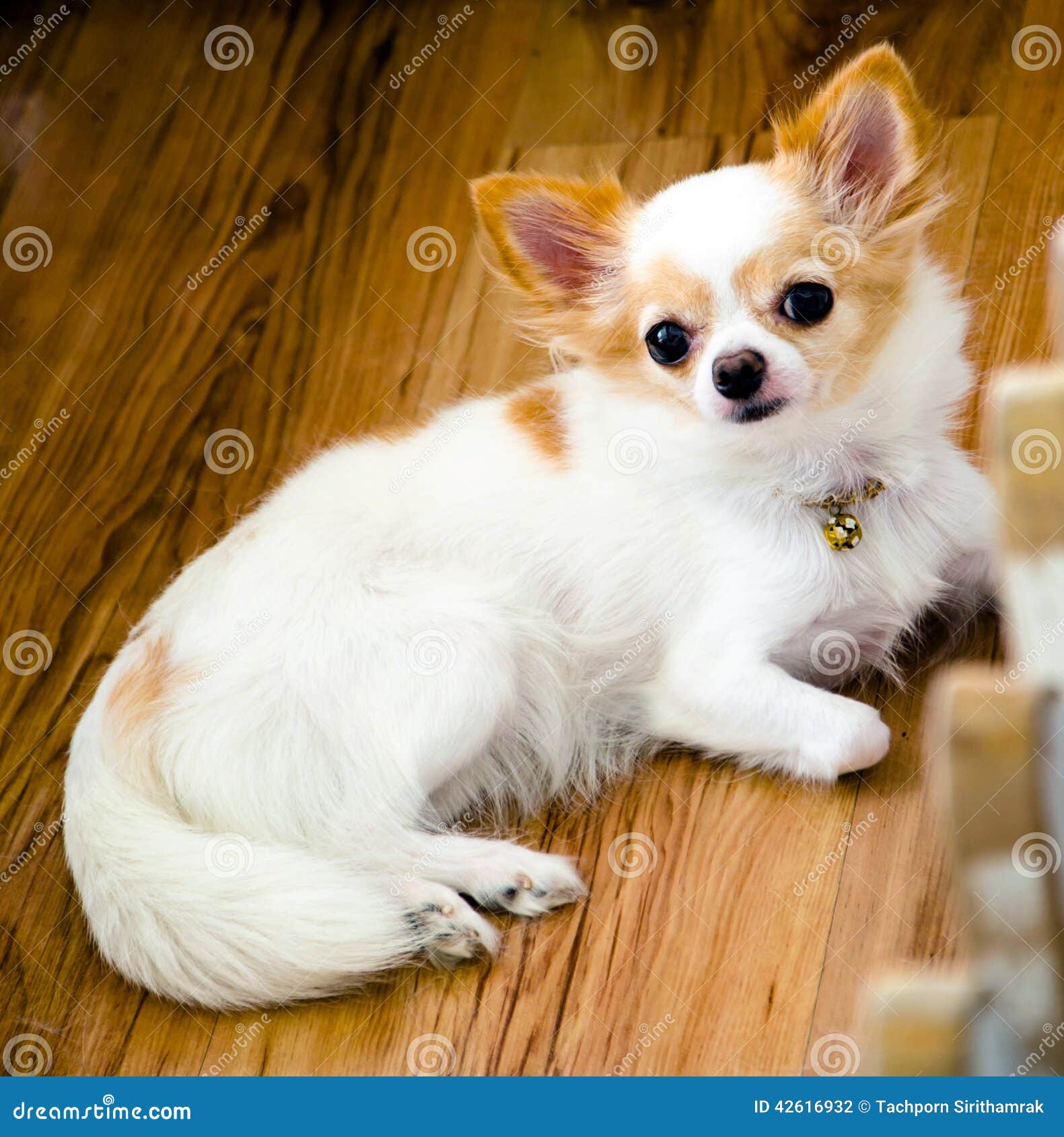White Chiwawa stock photo. Image of golden, accessory - 42616932