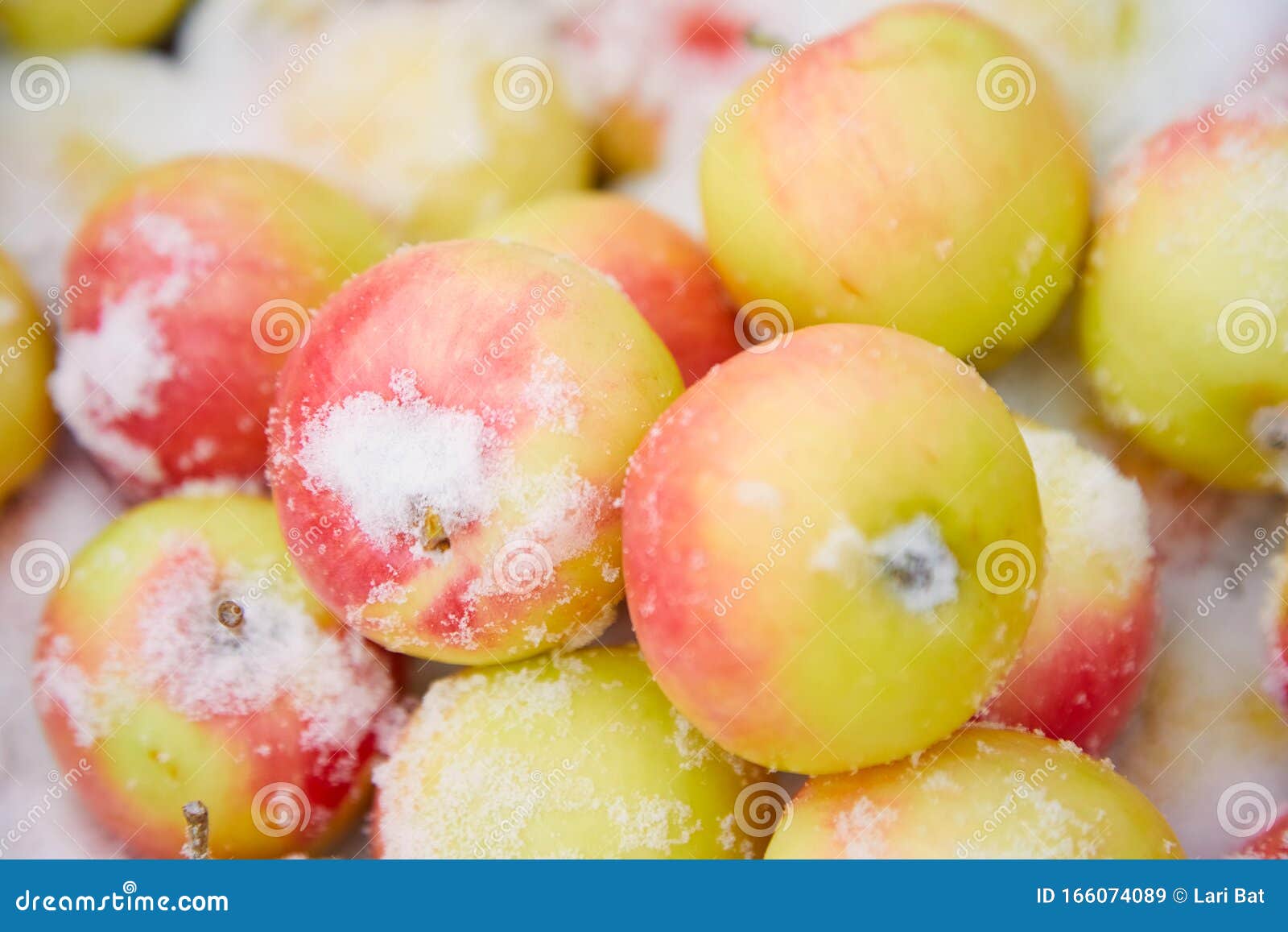 White Christmas Concept. Bright Juicy Fruit Covered in Snow during a ...